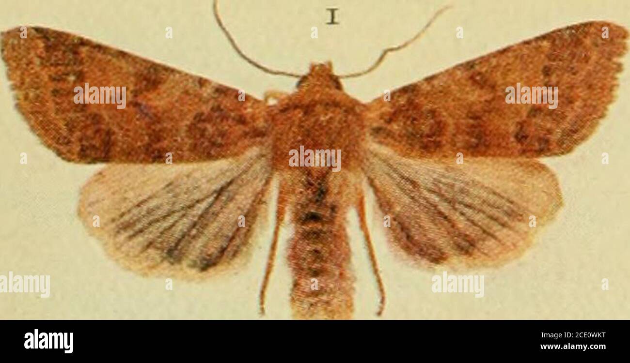 Sword grass moths hi-res stock photography and images - Alamy