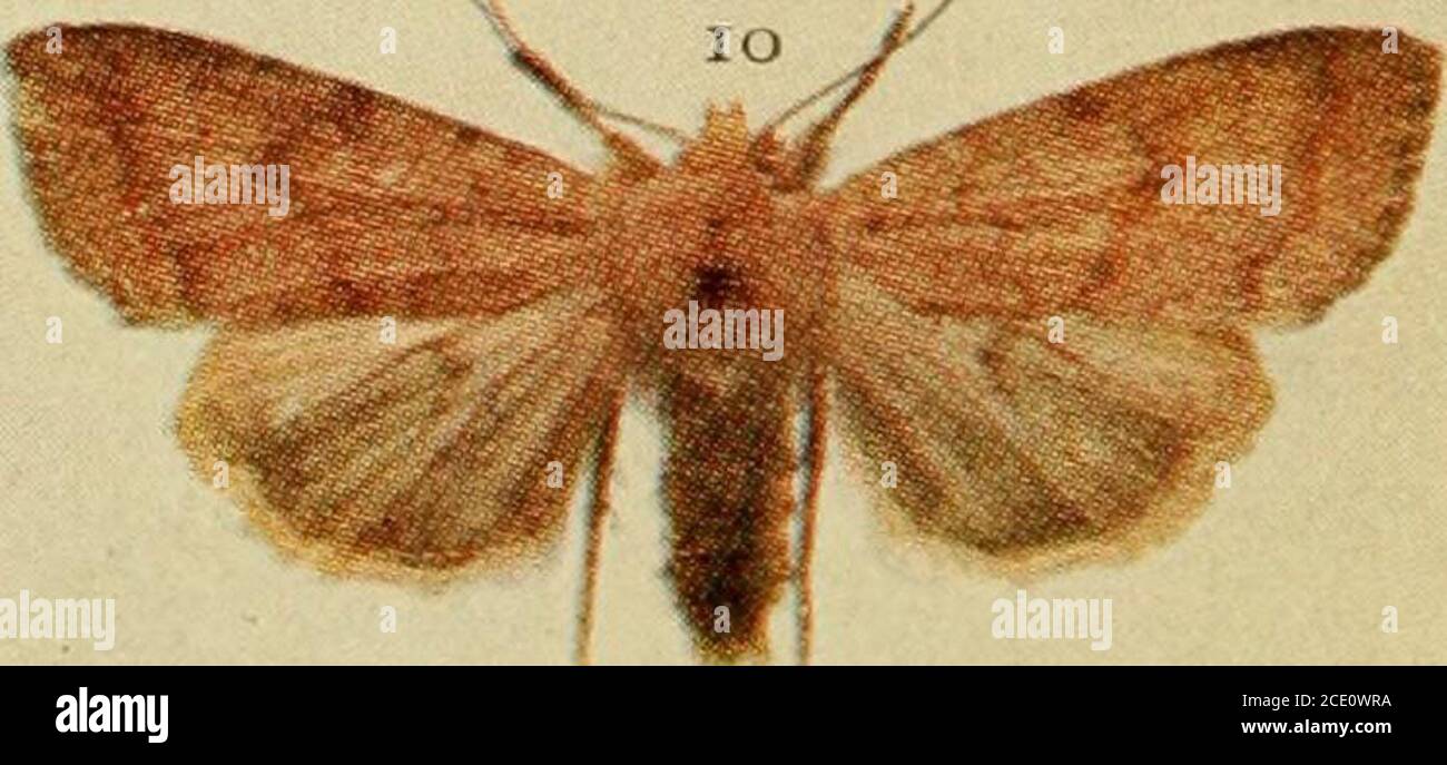 . The moths of the British Isles . 2 F/. 7. 1-4. Lunar Underwing.7, 8 ...