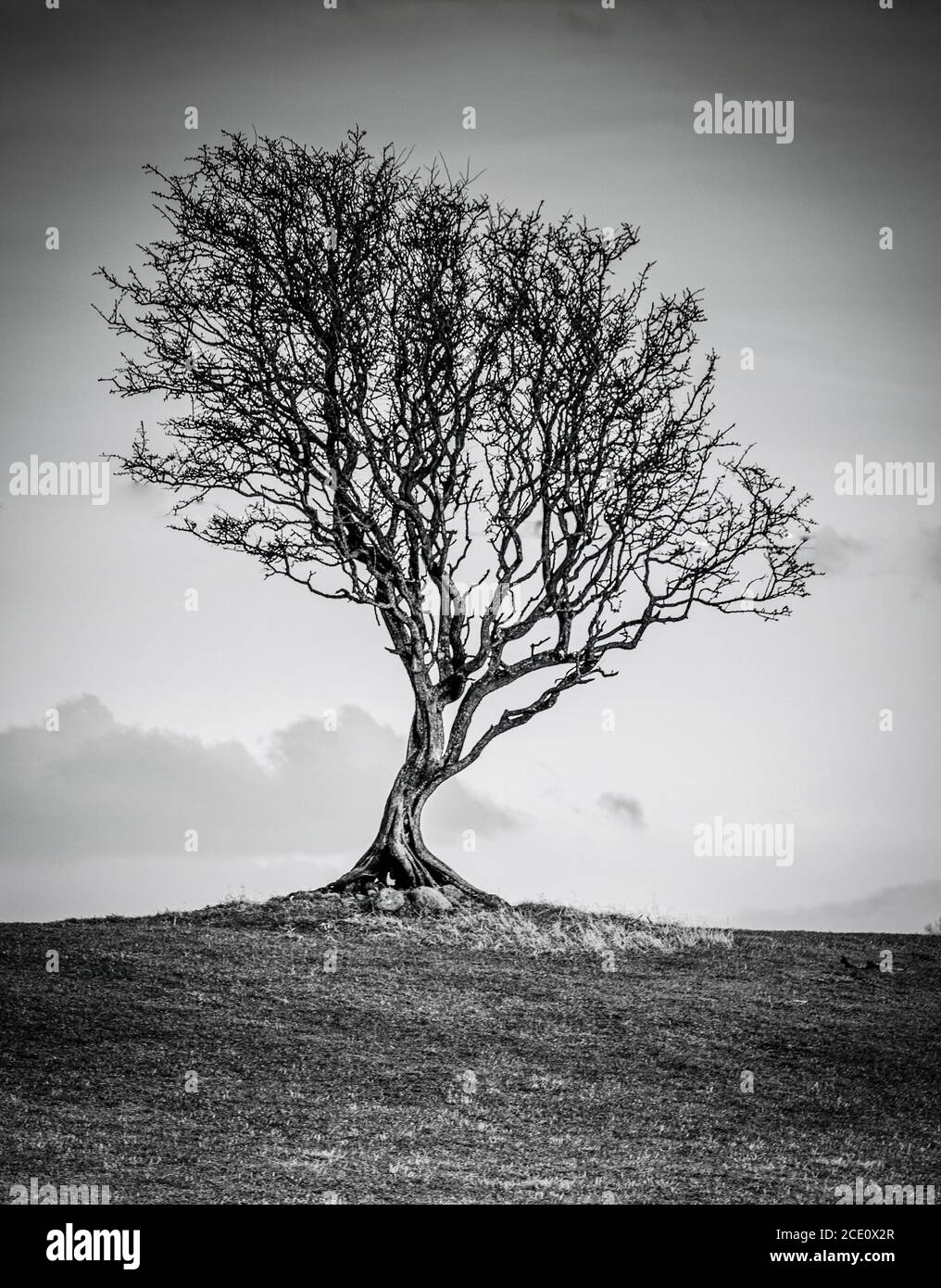 A lone hawthorn tree Stock Photo - Alamy