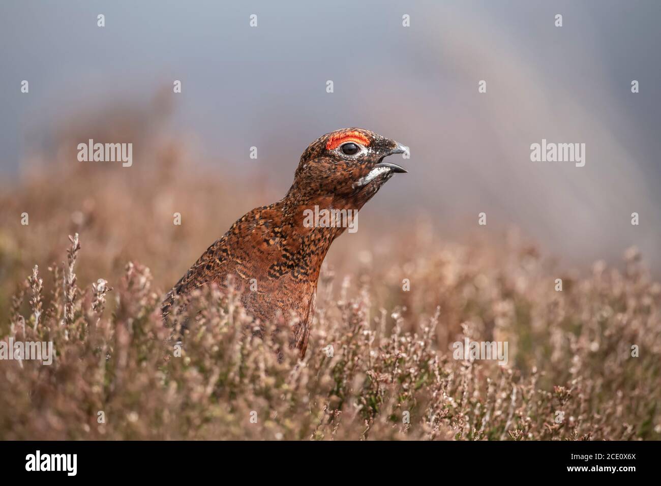 Heather moorland grouse hi-res stock photography and images - Alamy