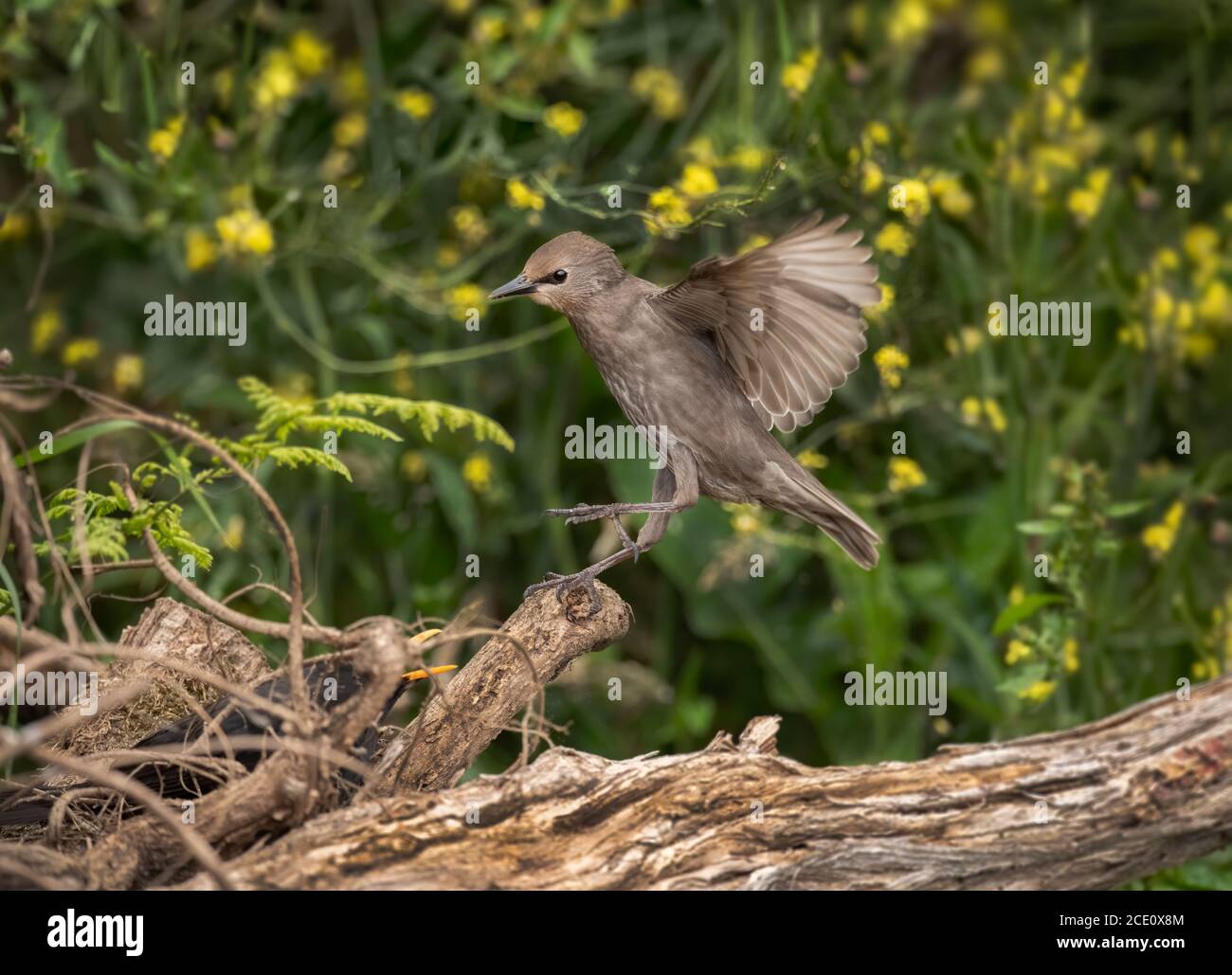 Starling flying from a branch Stock Photo - Alamy