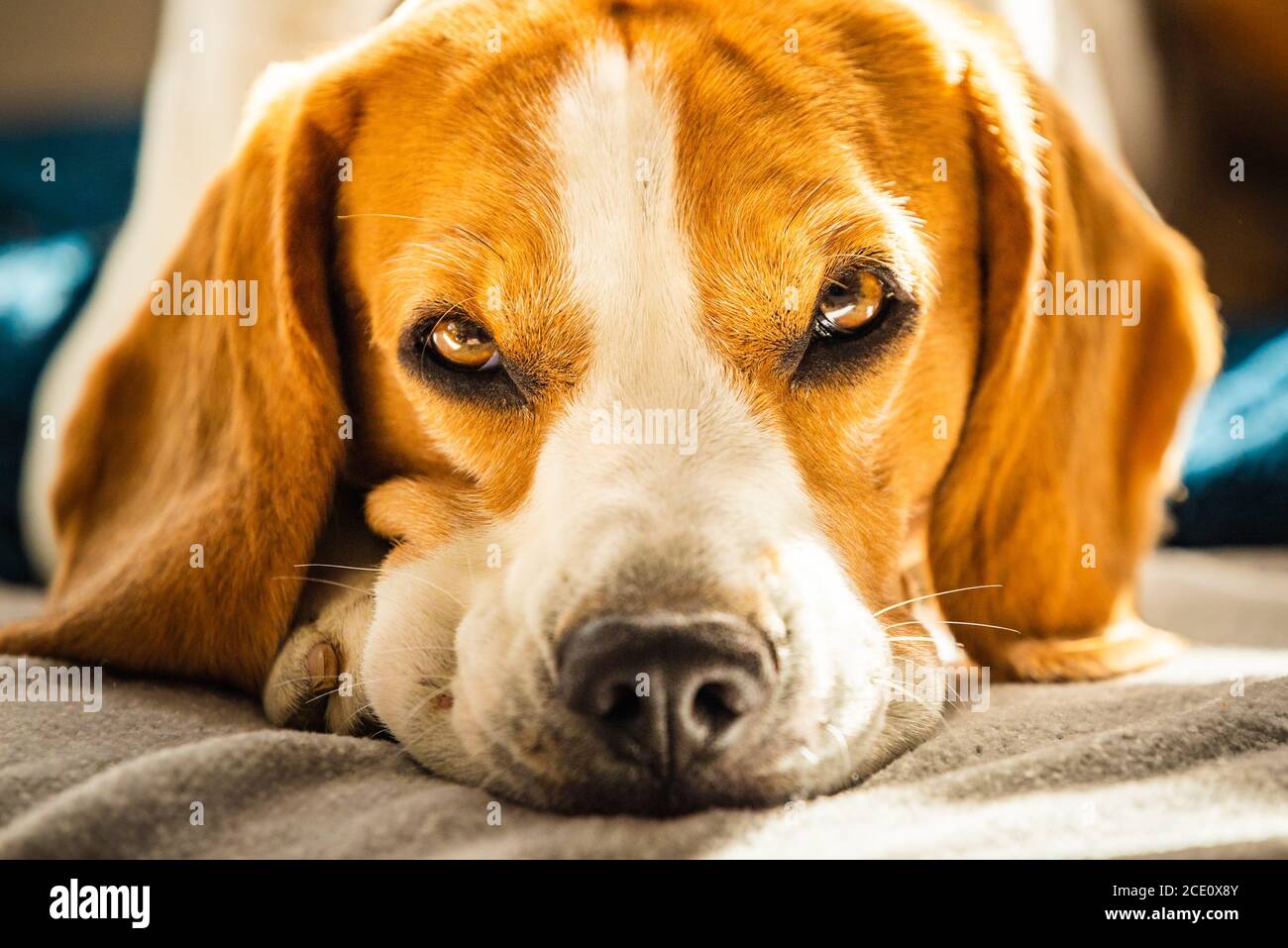 Beagle colors hi-res stock photography and images - Alamy