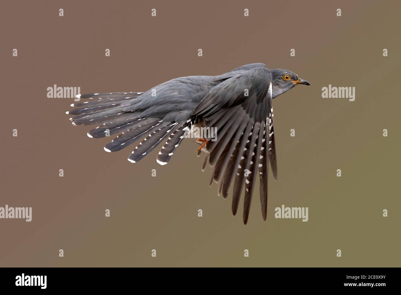 Cuckoo flying hi-res stock photography and images - Alamy