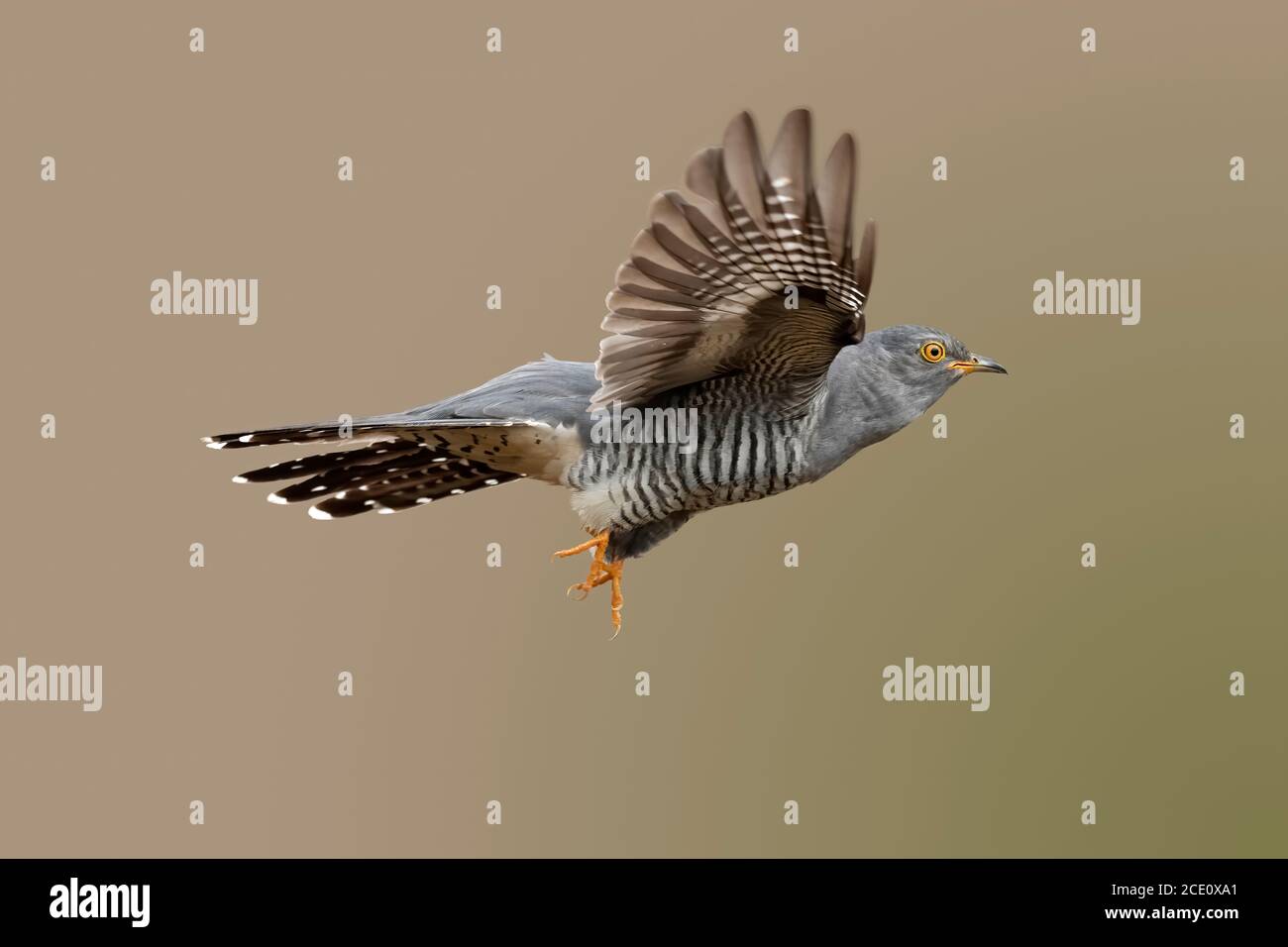 Cuckoo flying, close up, in Scotland, in the Spring Stock Photo - Alamy