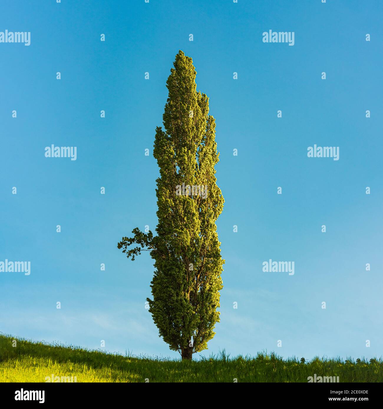 Single poplar tree. Grape hills view from wine road in spring. Tourist ...