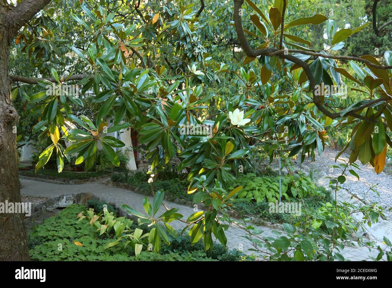 Ficus magnolia hi-res stock photography and images - Alamy