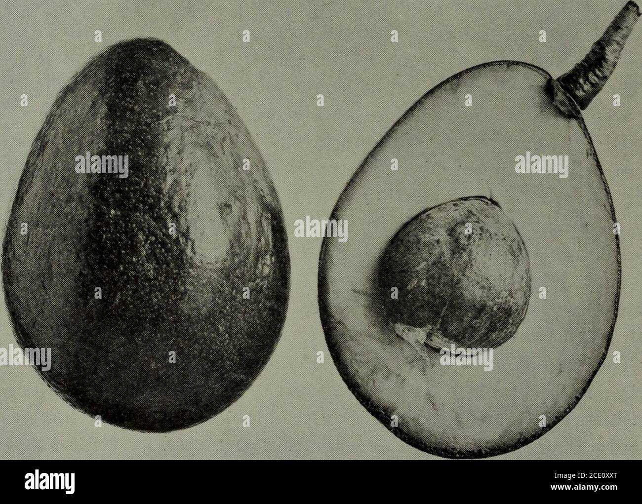 Hard Skinned Fruits High Resolution Stock Photography and Images - Alamy