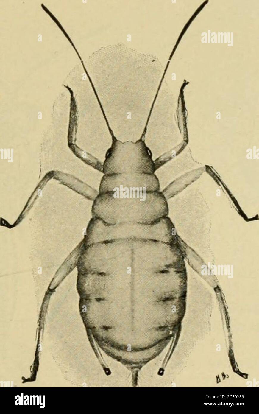 Wingless wasp hi-res stock photography and images - Alamy