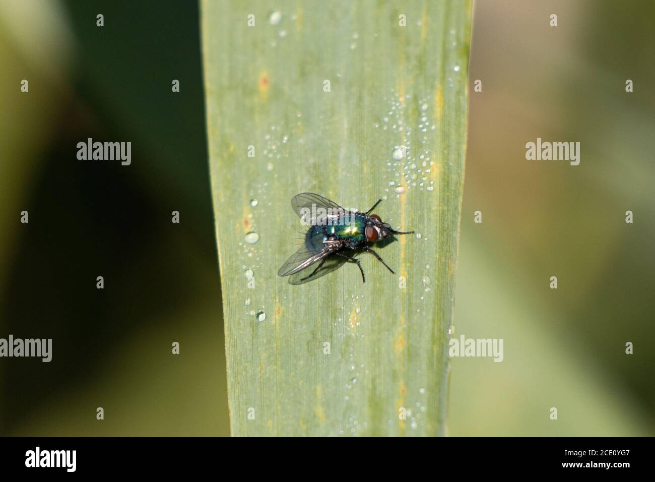 Green gold fly sits hi-res stock photography and images - Alamy