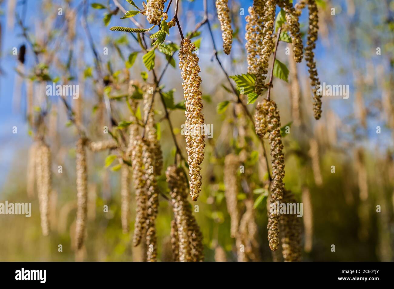 birch pollen Stock Photo - Alamy