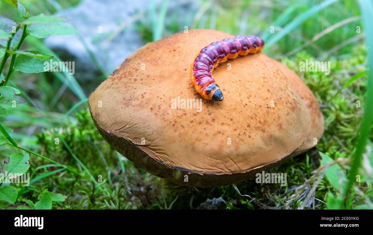 goat moth (Coccus coccus) caterpillar Stock Photo - Alamy