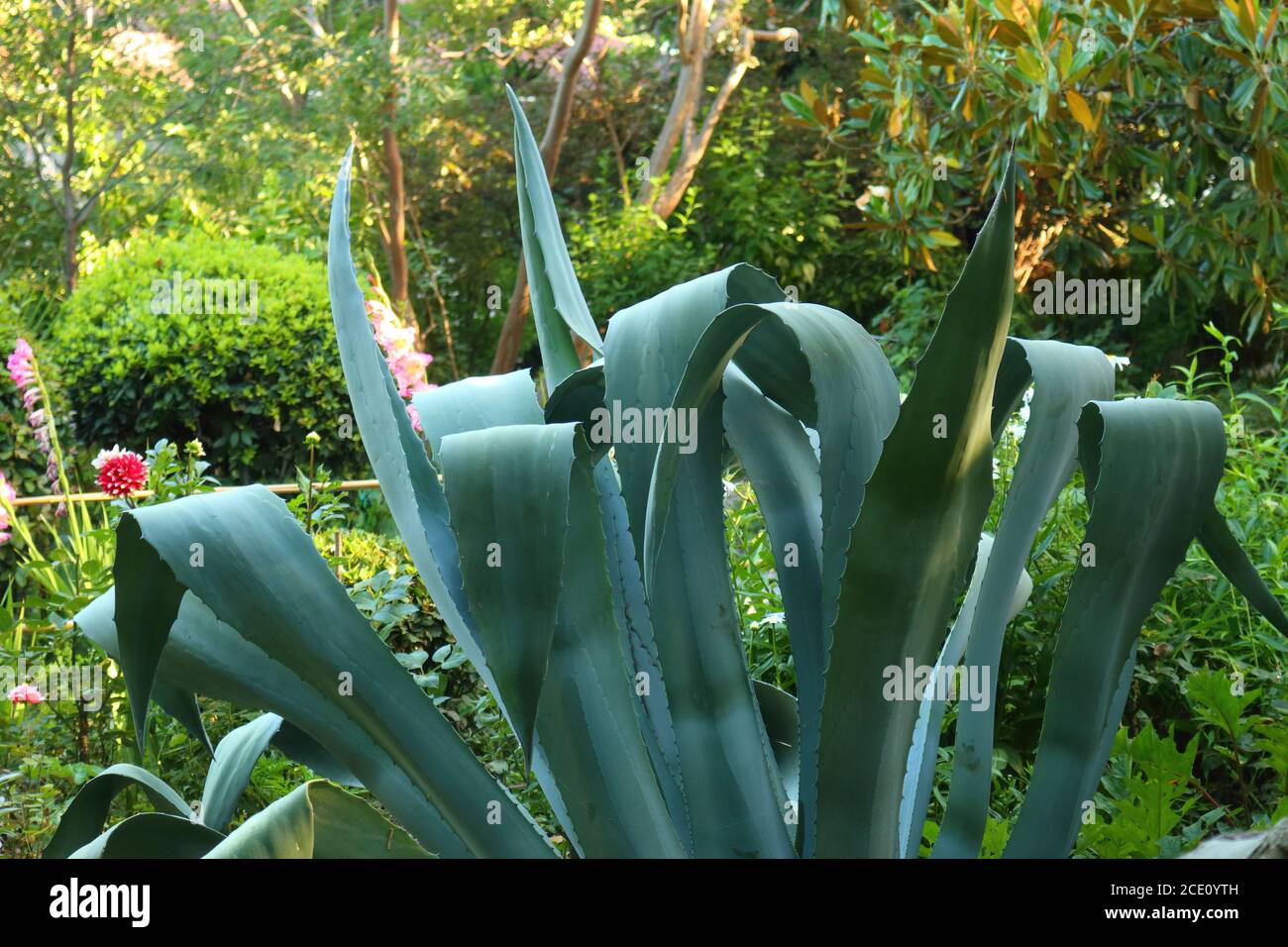 South american succulents hi-res stock photography and images - Alamy