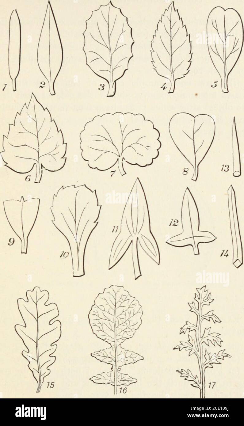 Digitate leaf hi-res stock photography and images - Alamy