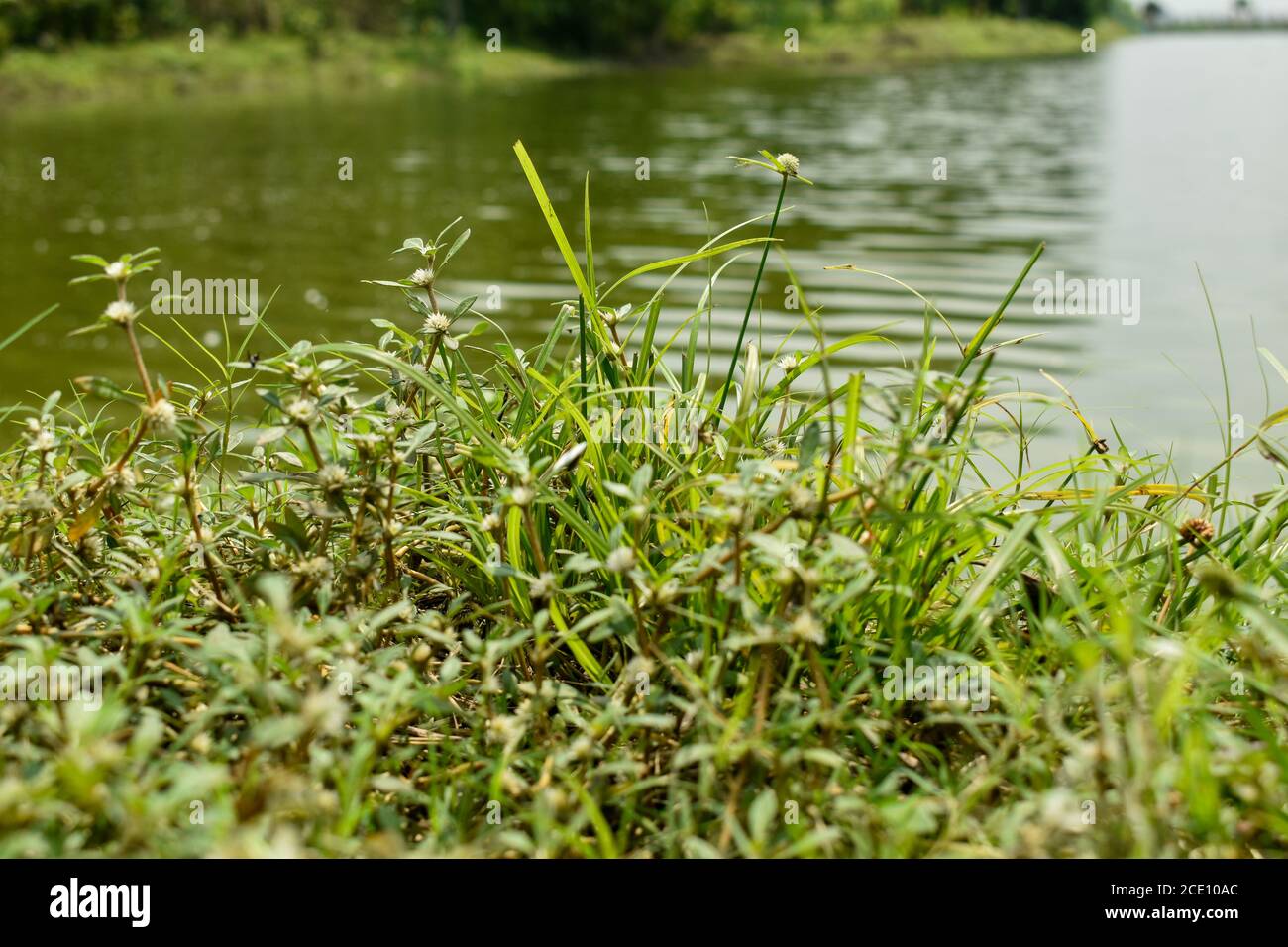 Green grasses besides the river Stock Photo - Alamy