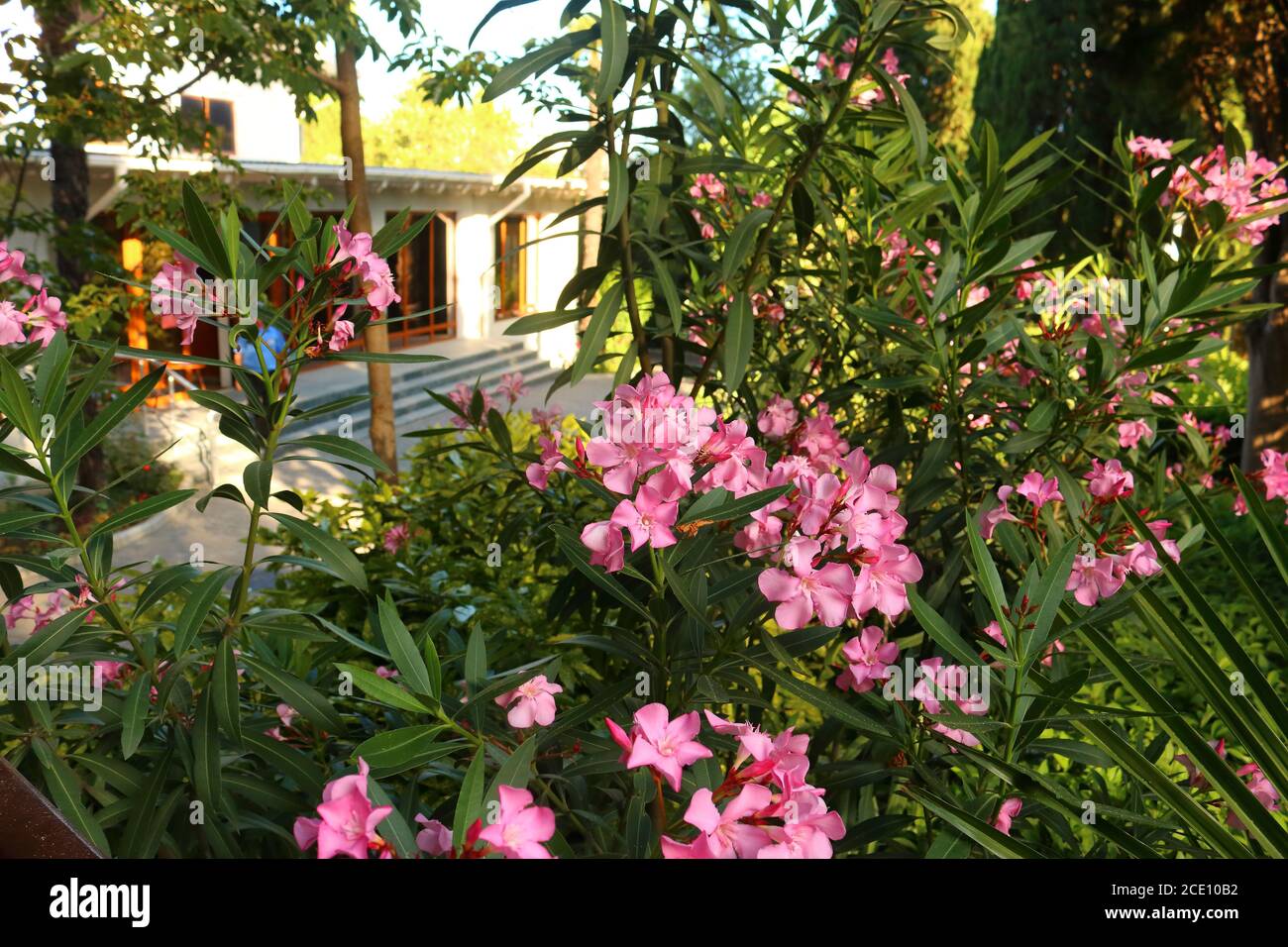 flowering oleander (nerium oleander Stock Photo - Alamy