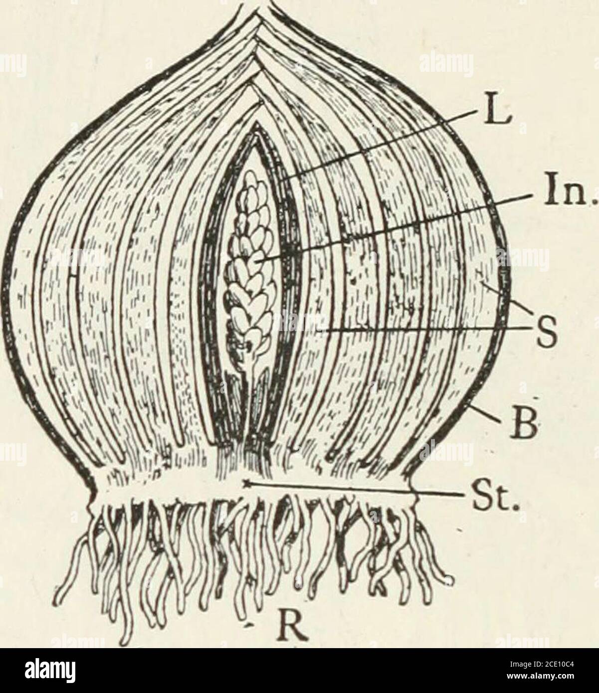 Longitudinal onion hi-res stock photography and images - Alamy