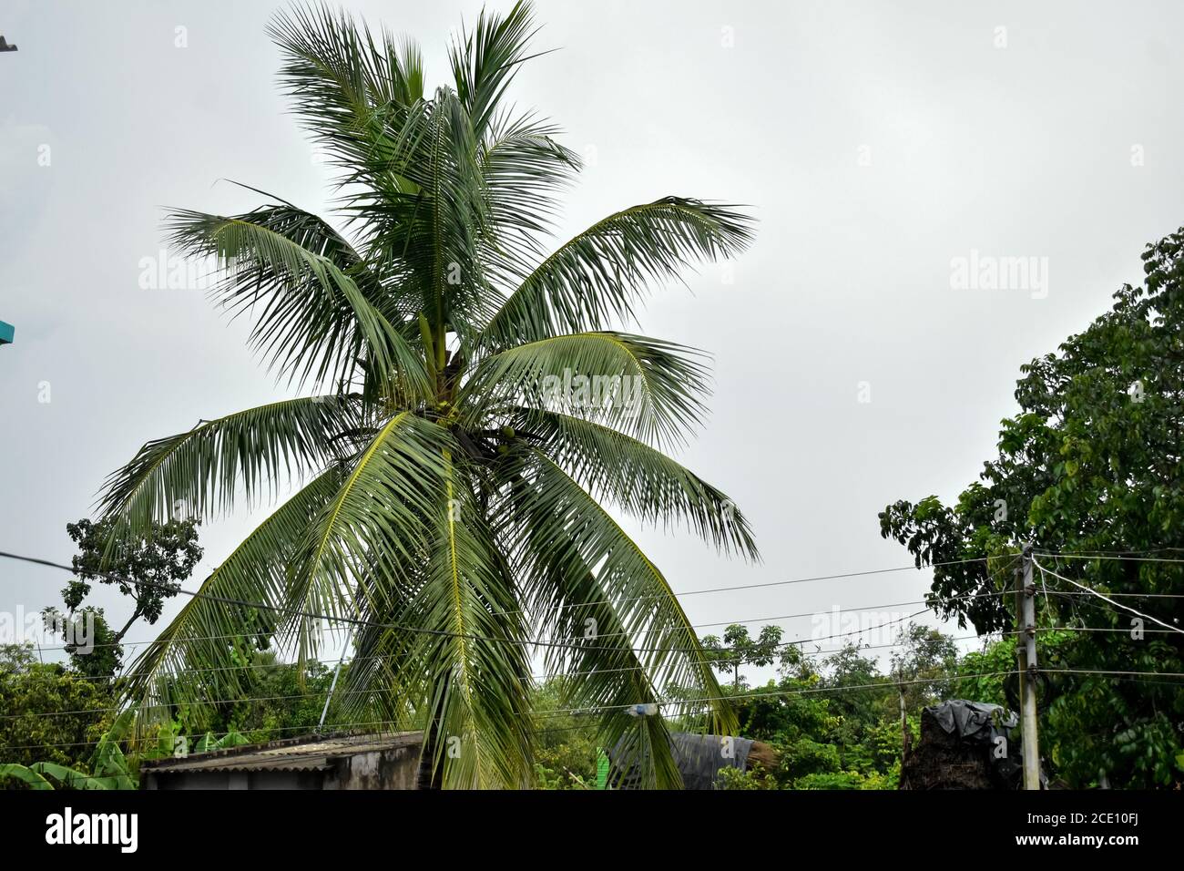 Indian coconut tree in a village Stock Photo - Alamy