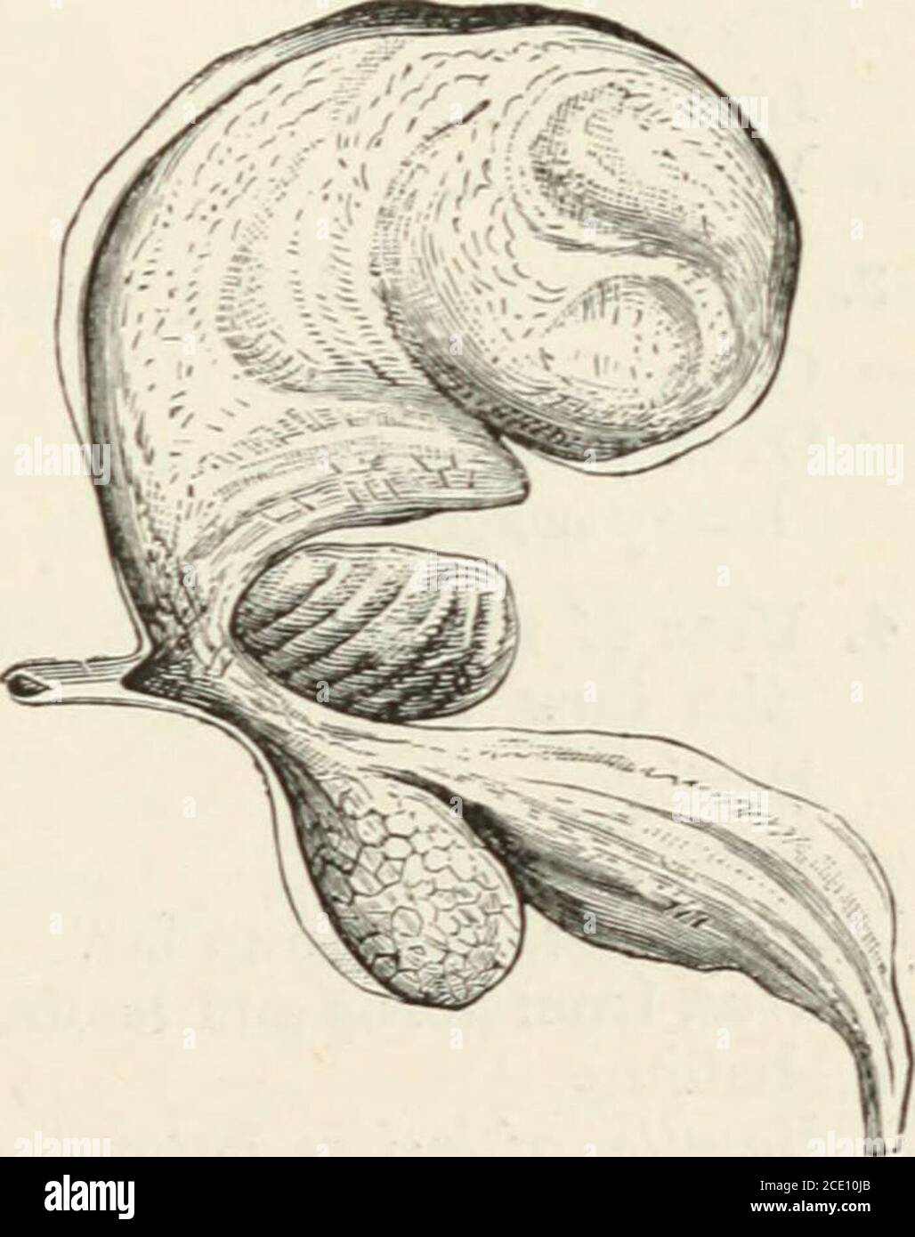 Honeycomb bag hi-res stock photography and images - Alamy