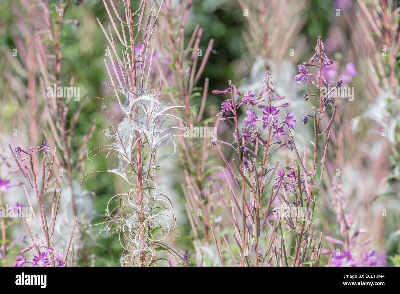 Dehiscent seed pods, seeds of Rosebay Willowherb / Epilobium ...