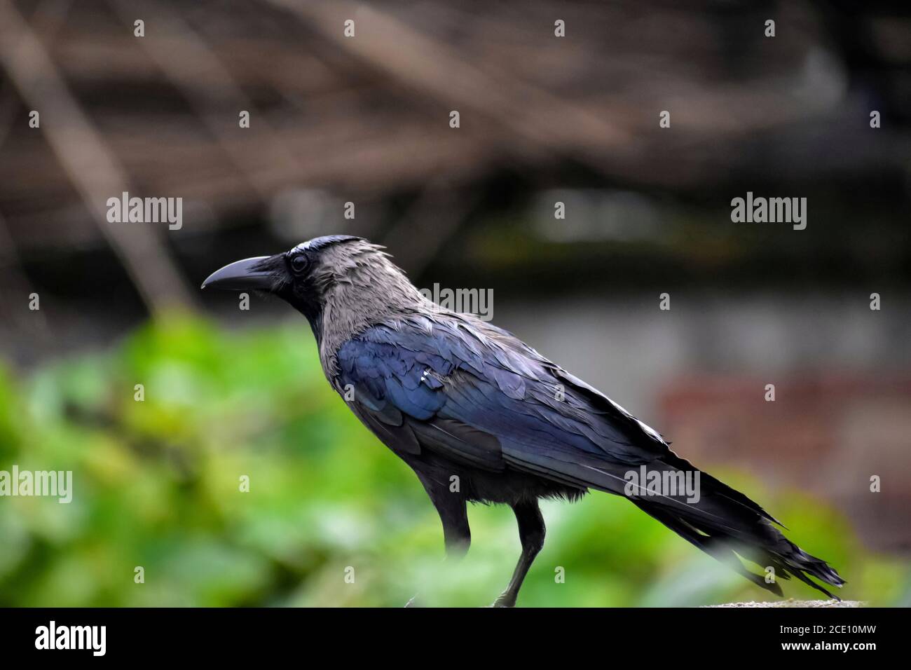a beautiful crow sitting on a roof Stock Photo - Alamy