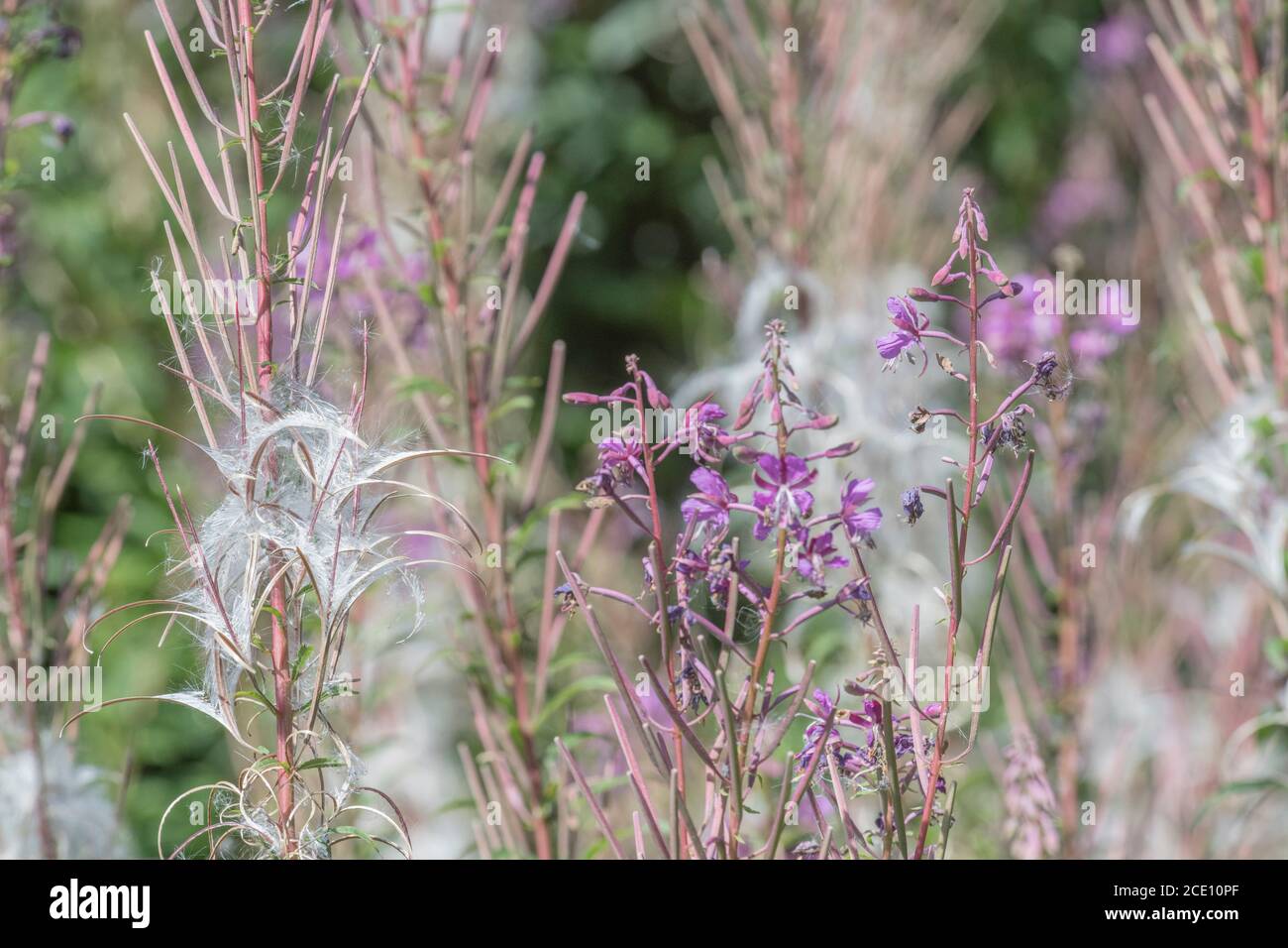 Dehiscent seed pods, seeds of Rosebay Willowherb / Epilobium ...