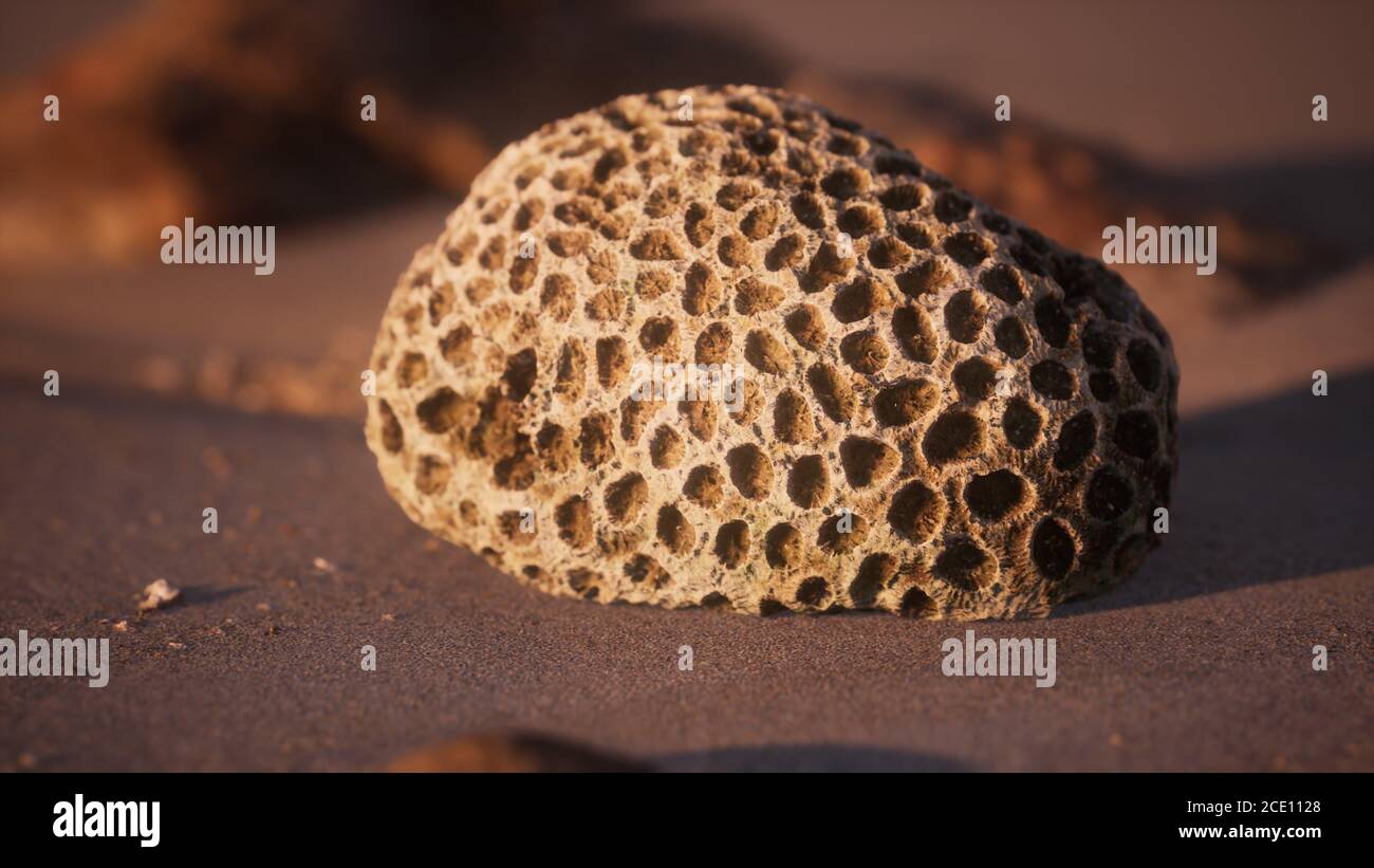 Old coral on beach hi-res stock photography and images - Alamy