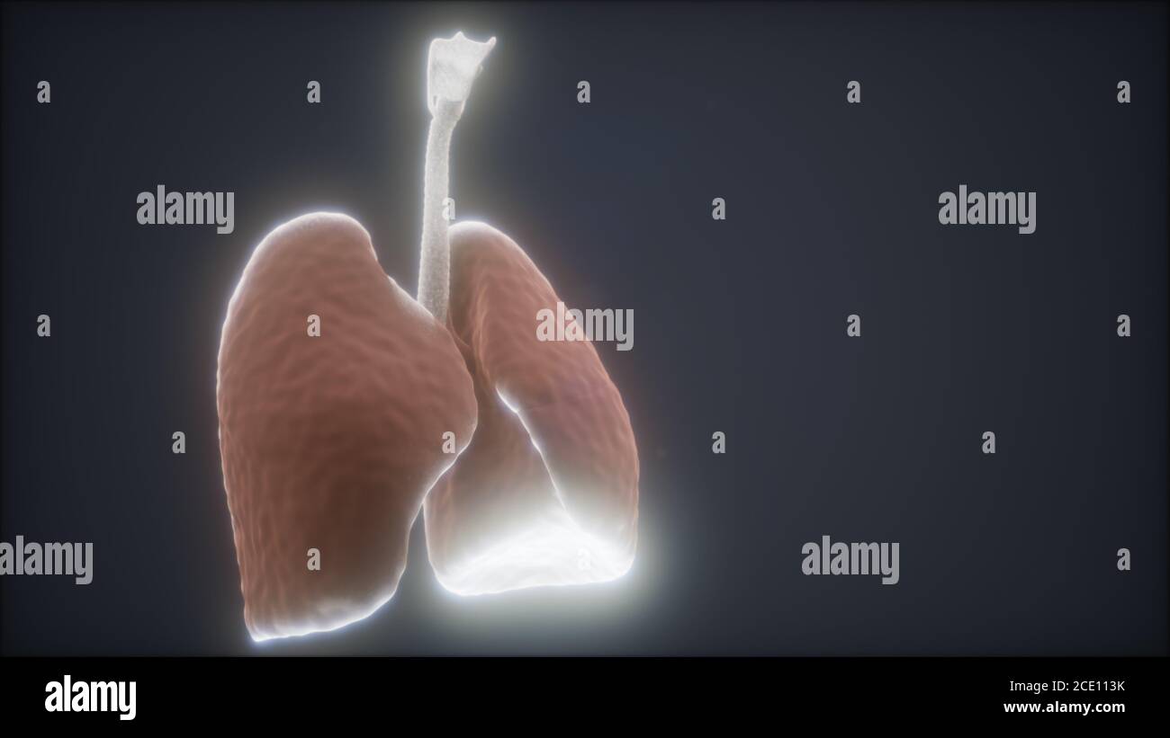 3d animation of human lungs Stock Photo - Alamy