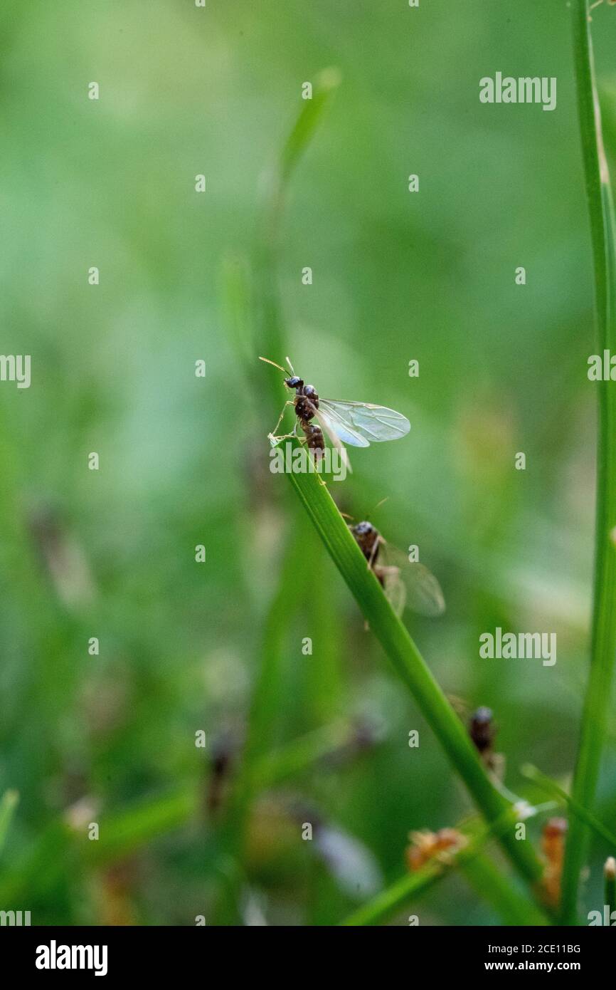 Hoard of insects hi-res stock photography and images - Alamy