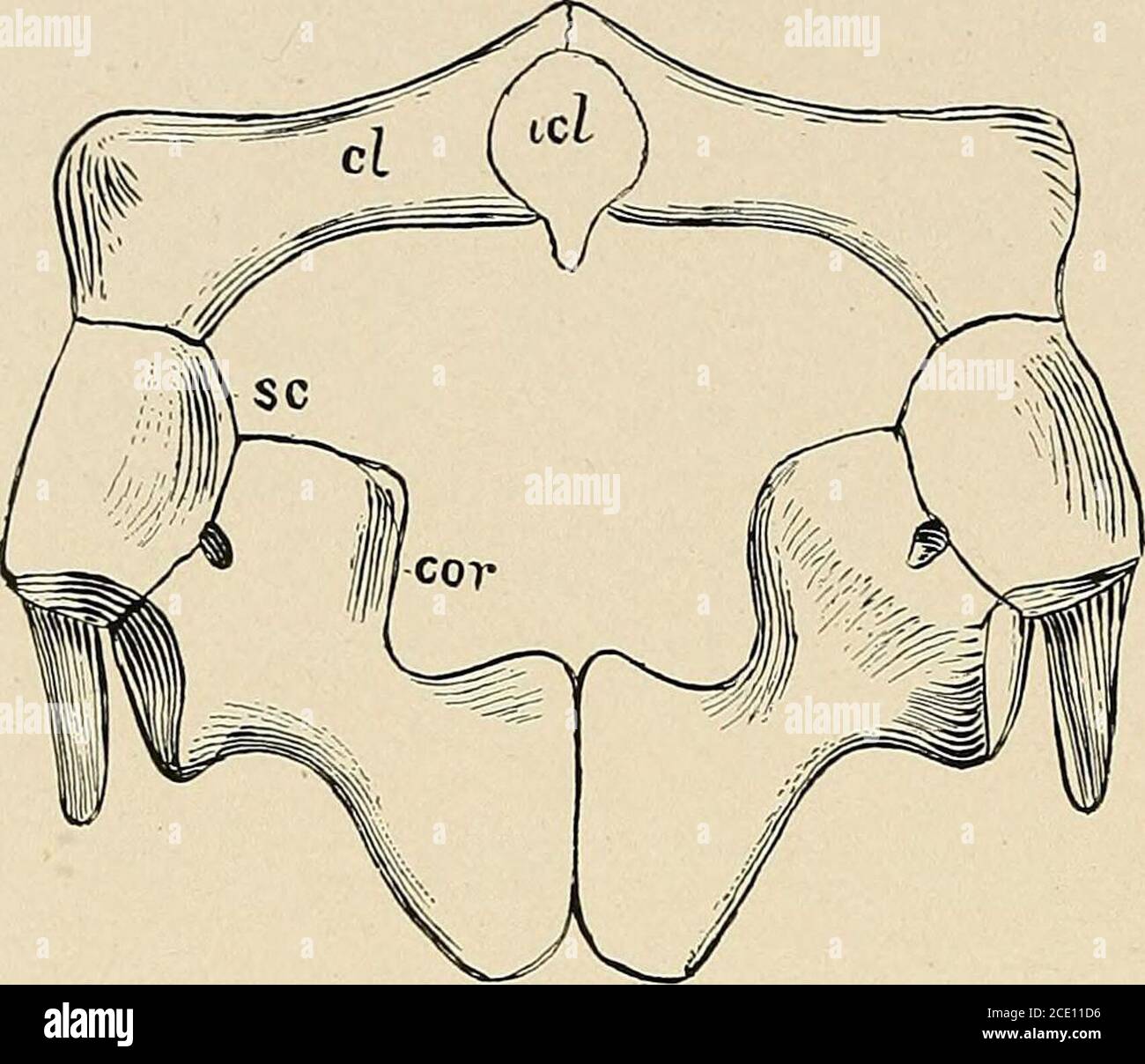 . Water reptiles of the past and present . Fig. 45.—Head and neck of ...