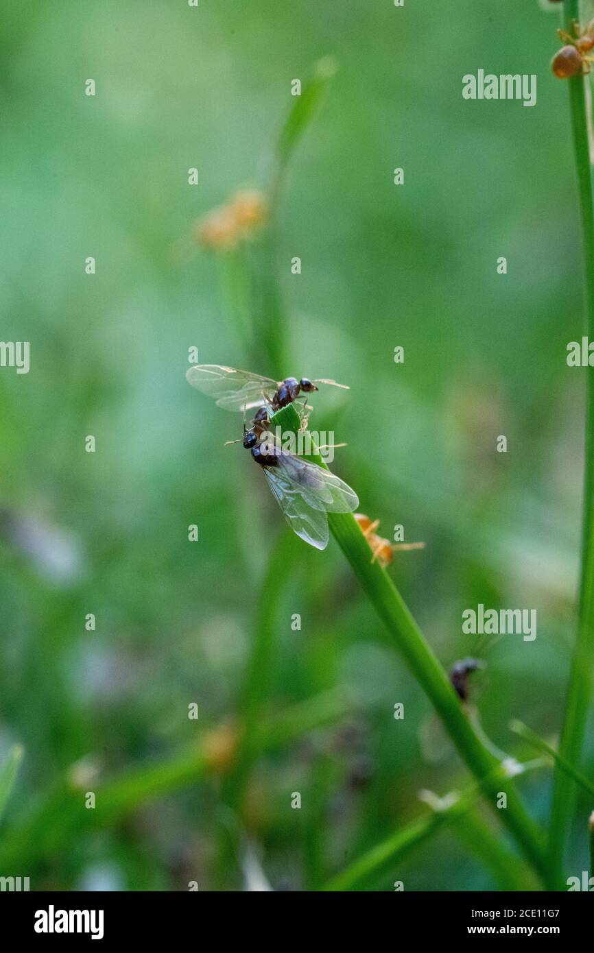 Hoard of insects hi-res stock photography and images - Alamy