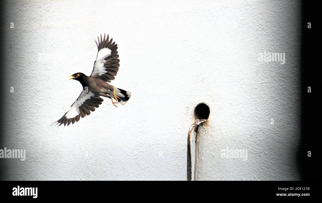 flying bird indian myna Stock Photo - Alamy
