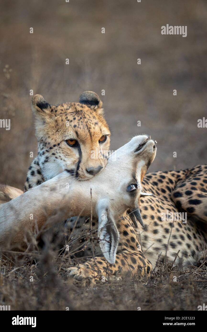 Cheetah up close hi-res stock photography and images - Alamy