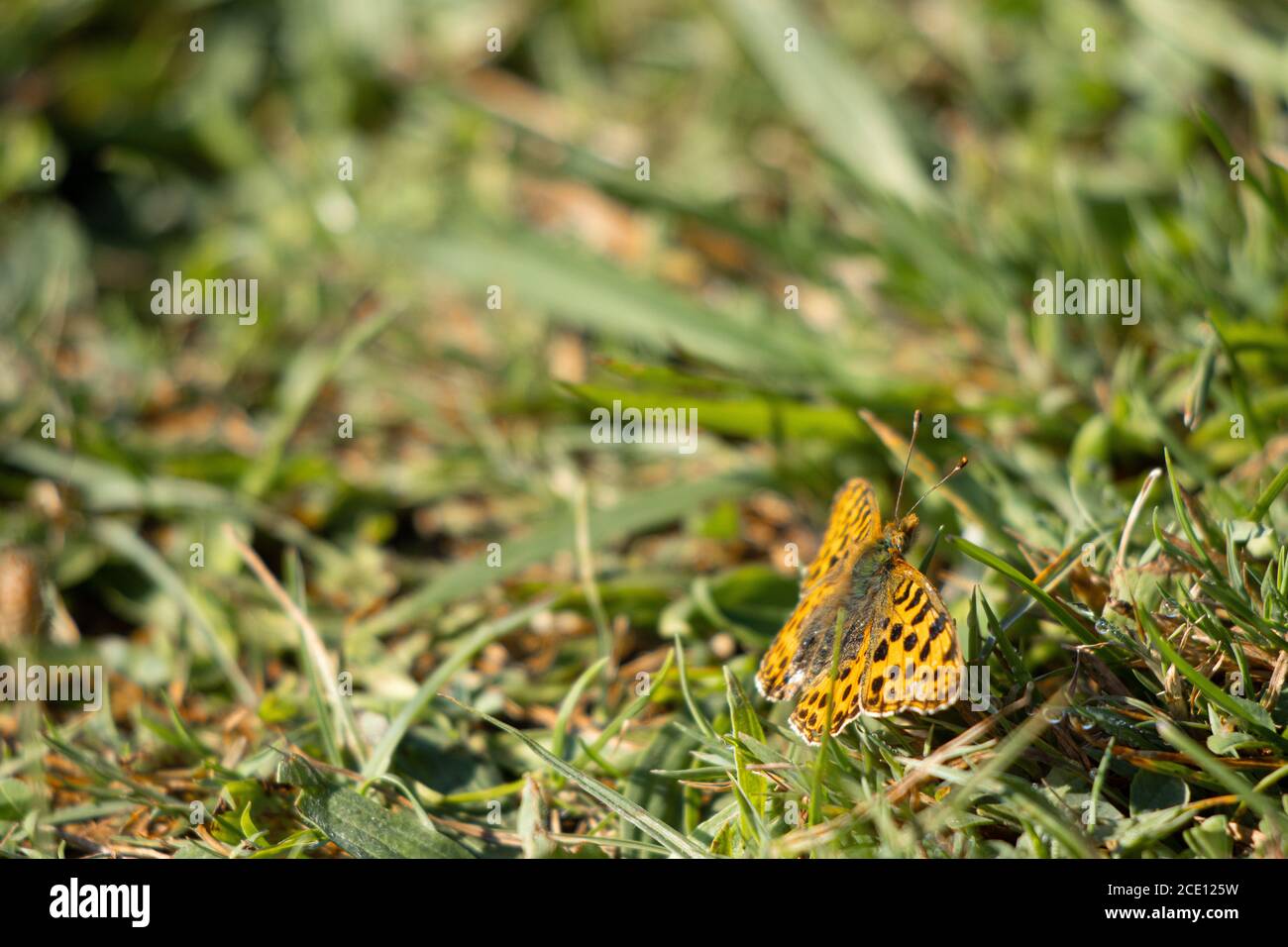 a close-up of a large mother-of-pearl butterfly sitting in the grass ...