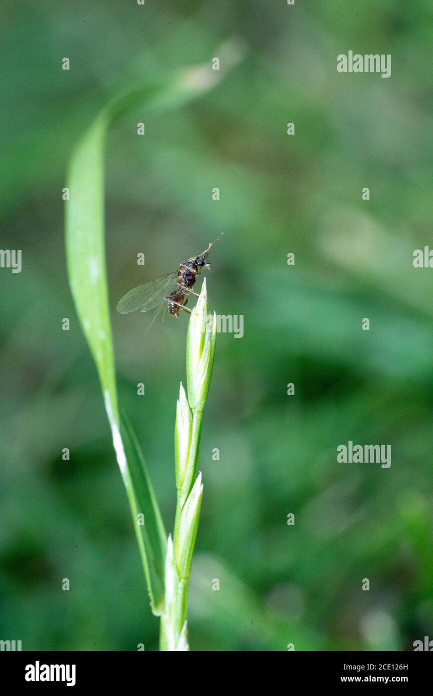 Flying Ants hatching out and flying from Green Grass stems august ...