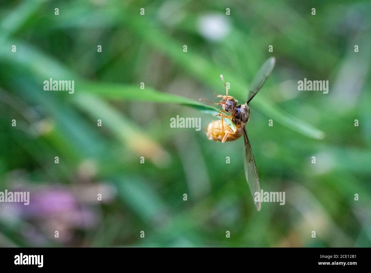 Flying Ants hatching out and flying from Green Grass stems august ...