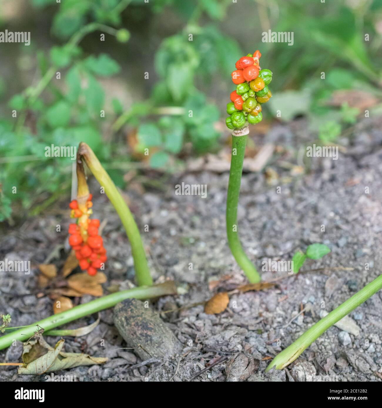 Poisonous orange autumn berries of Lords and Ladies / Cuckoopint / Arum ...