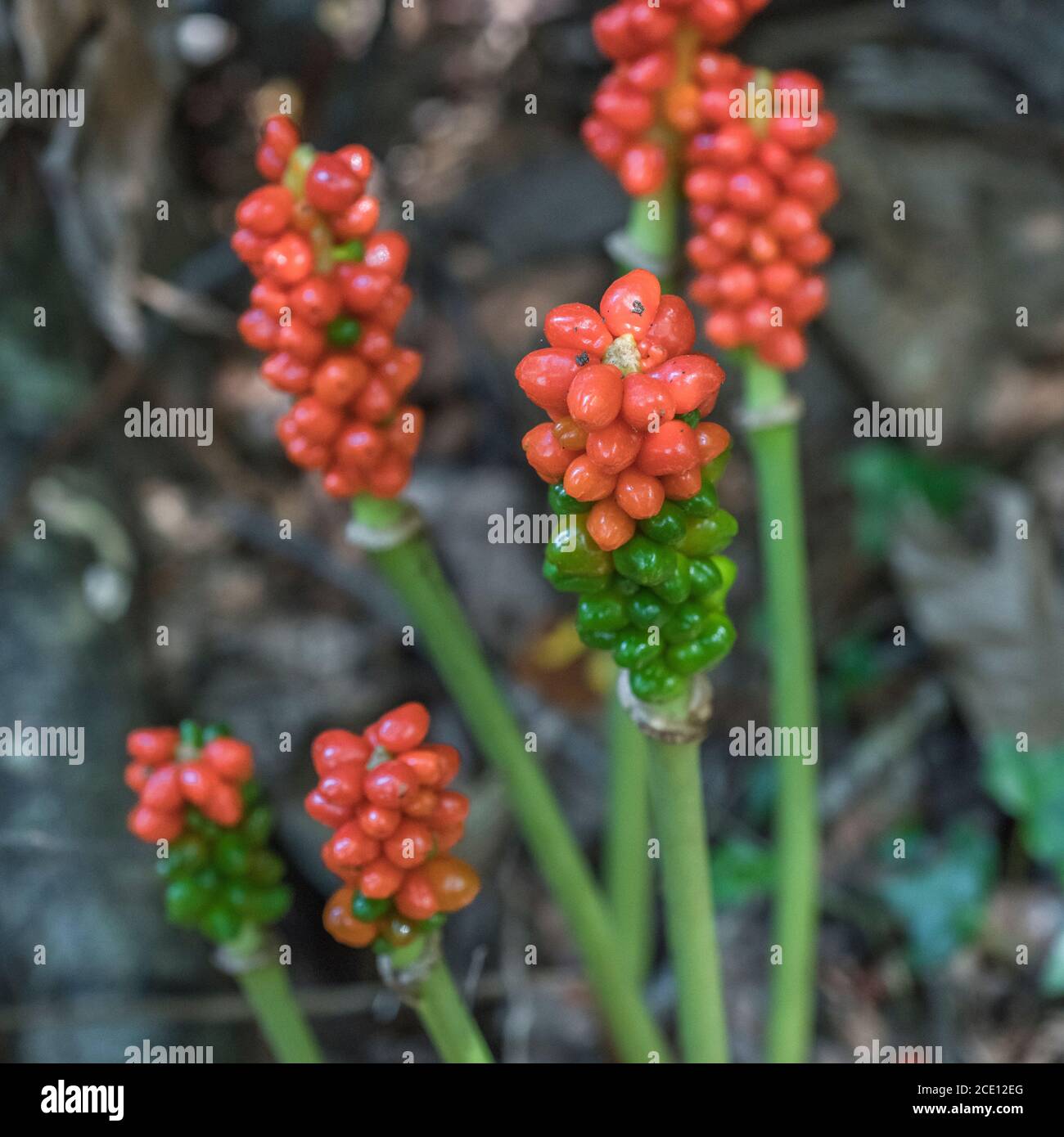 Poisonous orange autumn berries of Lords and Ladies / Cuckoopint / Arum ...