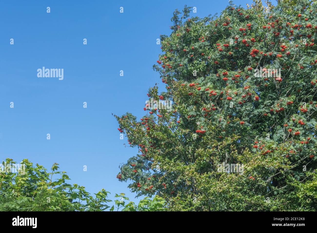 Rowan arbre sorbus aucuparia hi-res stock photography and images - Alamy
