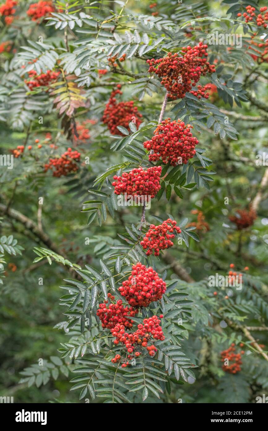 Scarlet fruits hi-res stock photography and images - Alamy