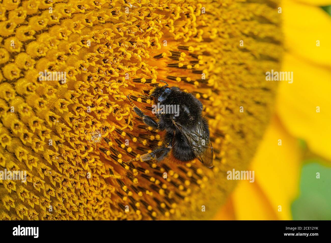 Black and yellow striped bee polinating sunflowers close up low level ...