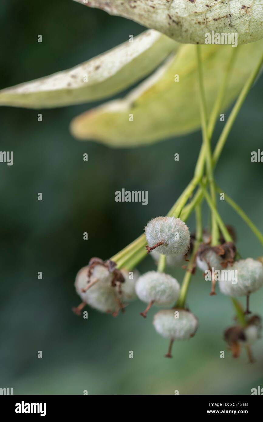 Fruits ('nuts') of what is believed to be a Common Lime / Tilia tree ...