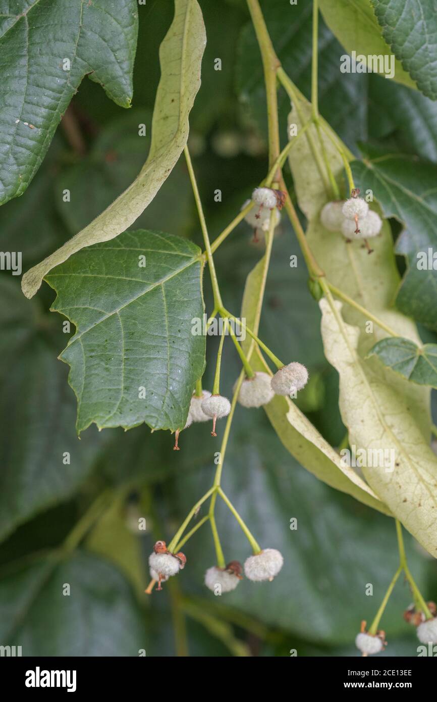 Fruits ('nuts') of what is believed to be a Common Lime / Tilia tree ...
