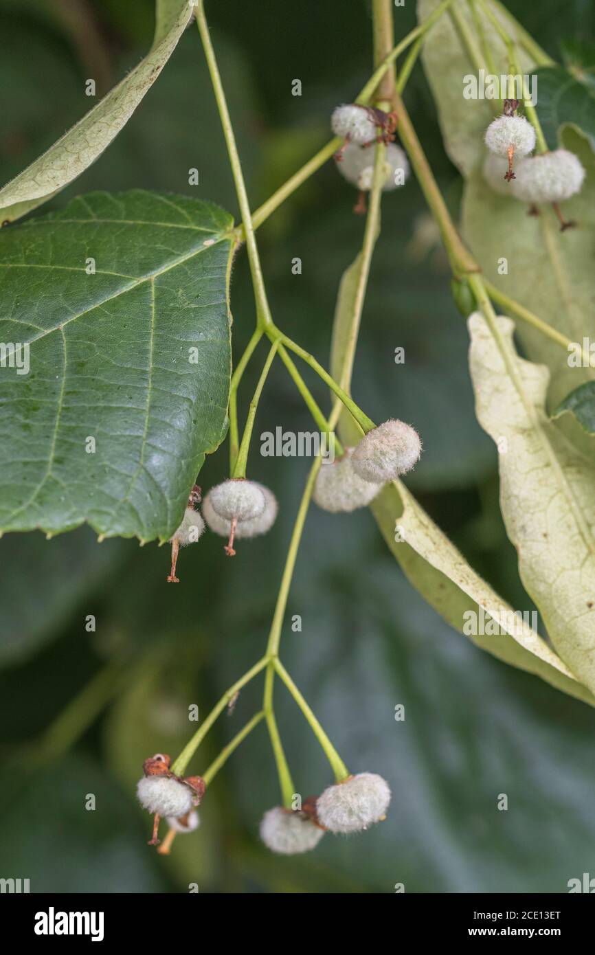 Linden tree seeds hi-res stock photography and images - Alamy