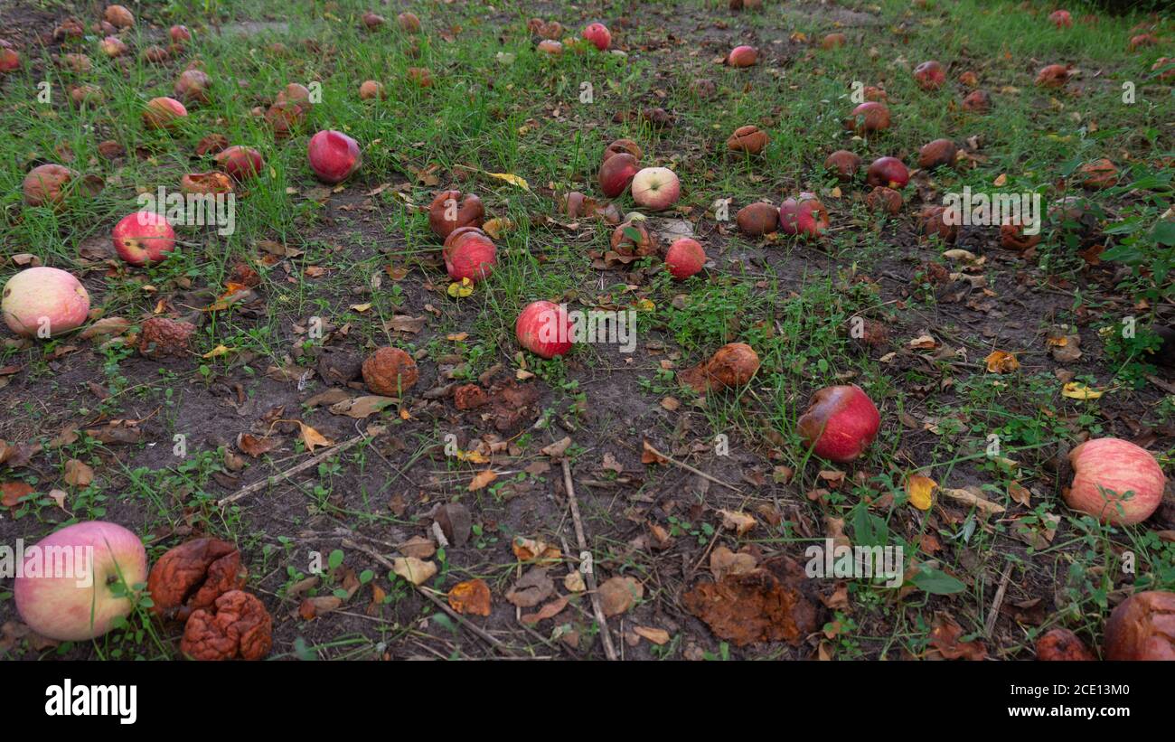 Fallen rotten apples in the garden on the grass Stock Photo - Alamy