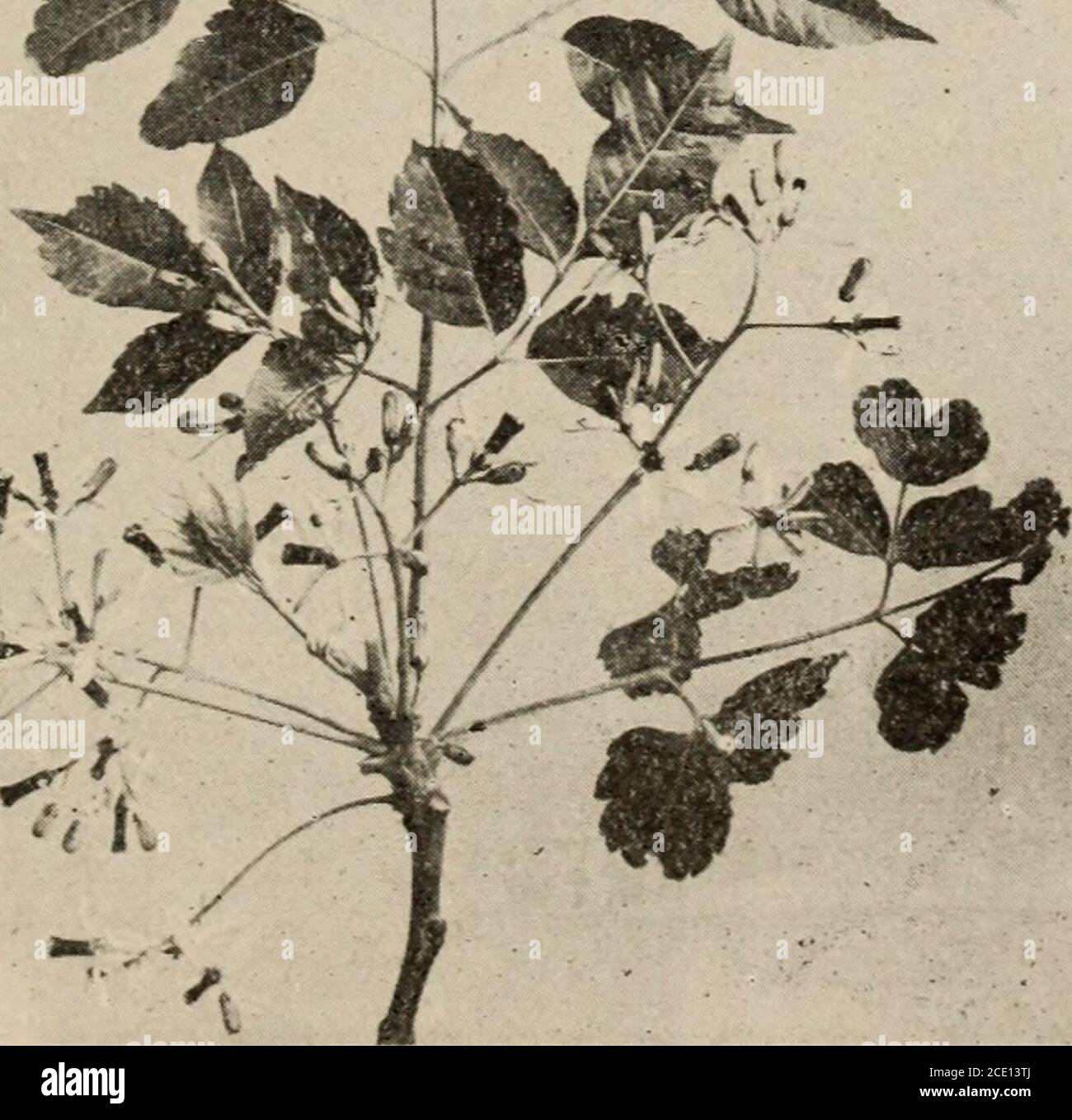 Dense drooping racemes hi-res stock photography and images - Alamy