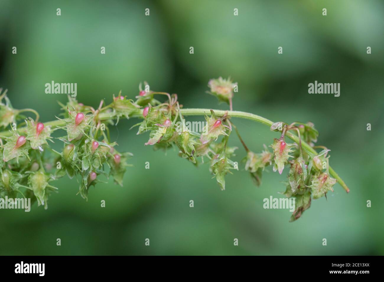 Macro close-up shot of forming green seeds of the common UK weed Broad ...