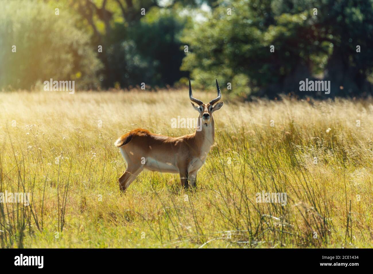southern lechwe in Okavango, Botswana, Africa Stock Photo - Alamy