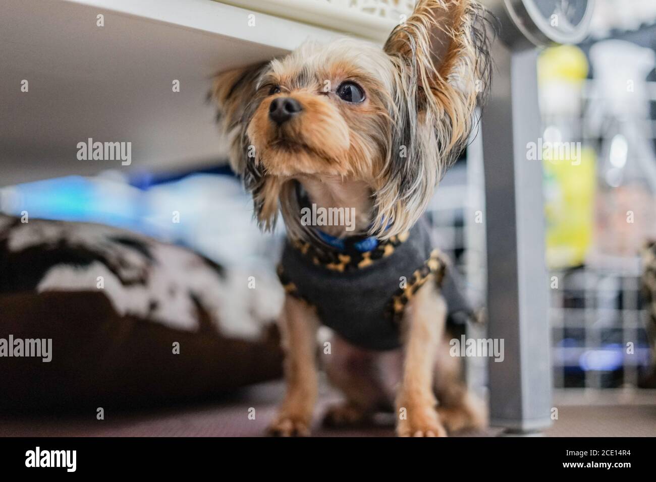 Companion animals hi-res stock photography and images - Alamy