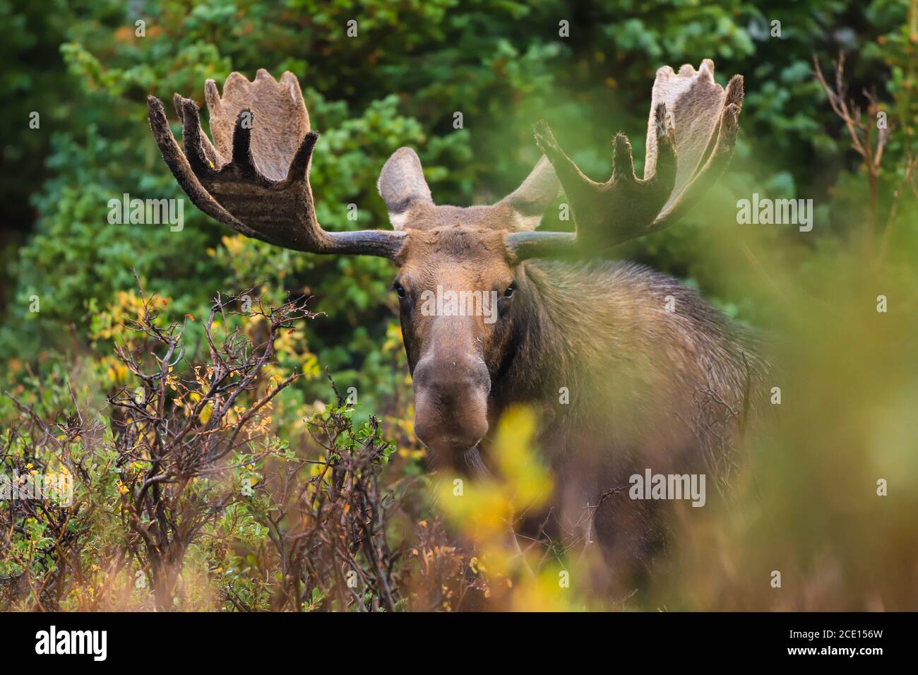 Bull moose Shiras Alces alces shirasi closeup in green forest ...