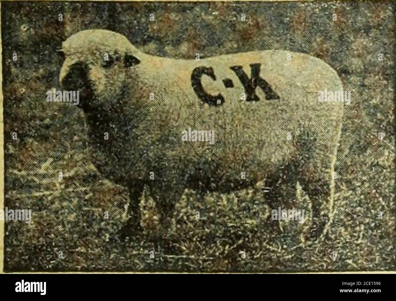 Marking of pigs hi-res stock photography and images - Alamy